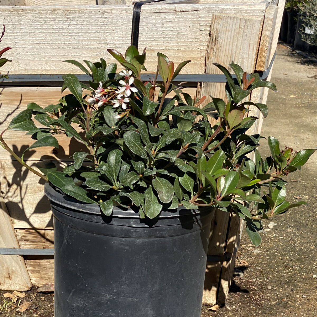 Rhaphiolepis Indica Clara Indian Hawthorn | SiteOne US