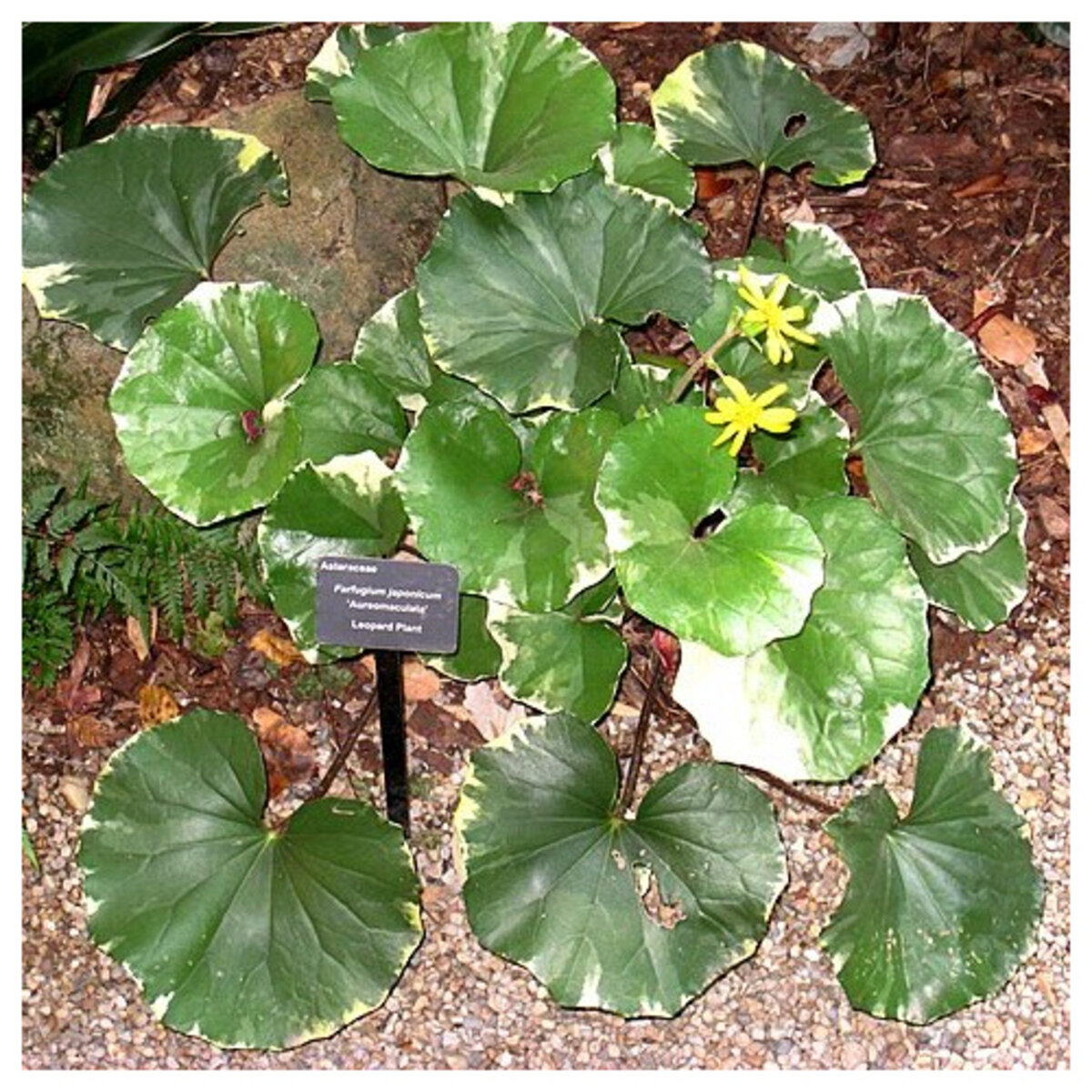 Farfugium Japonicum Argentea Leopard Plant | SiteOne US