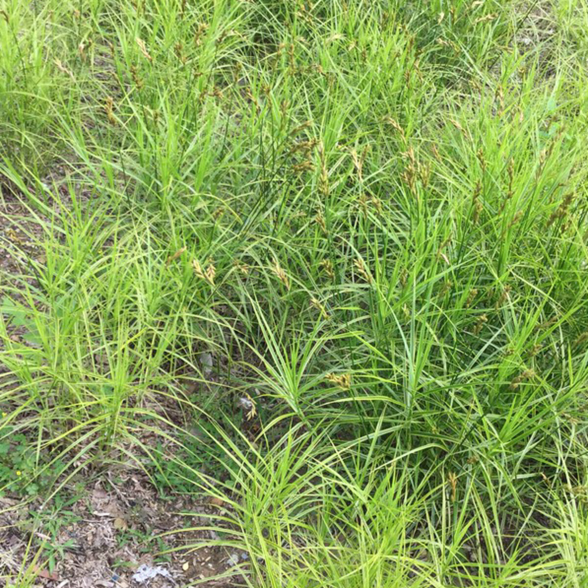 Carex Muskingumensis Oehme Palm Sedge | SiteOne US