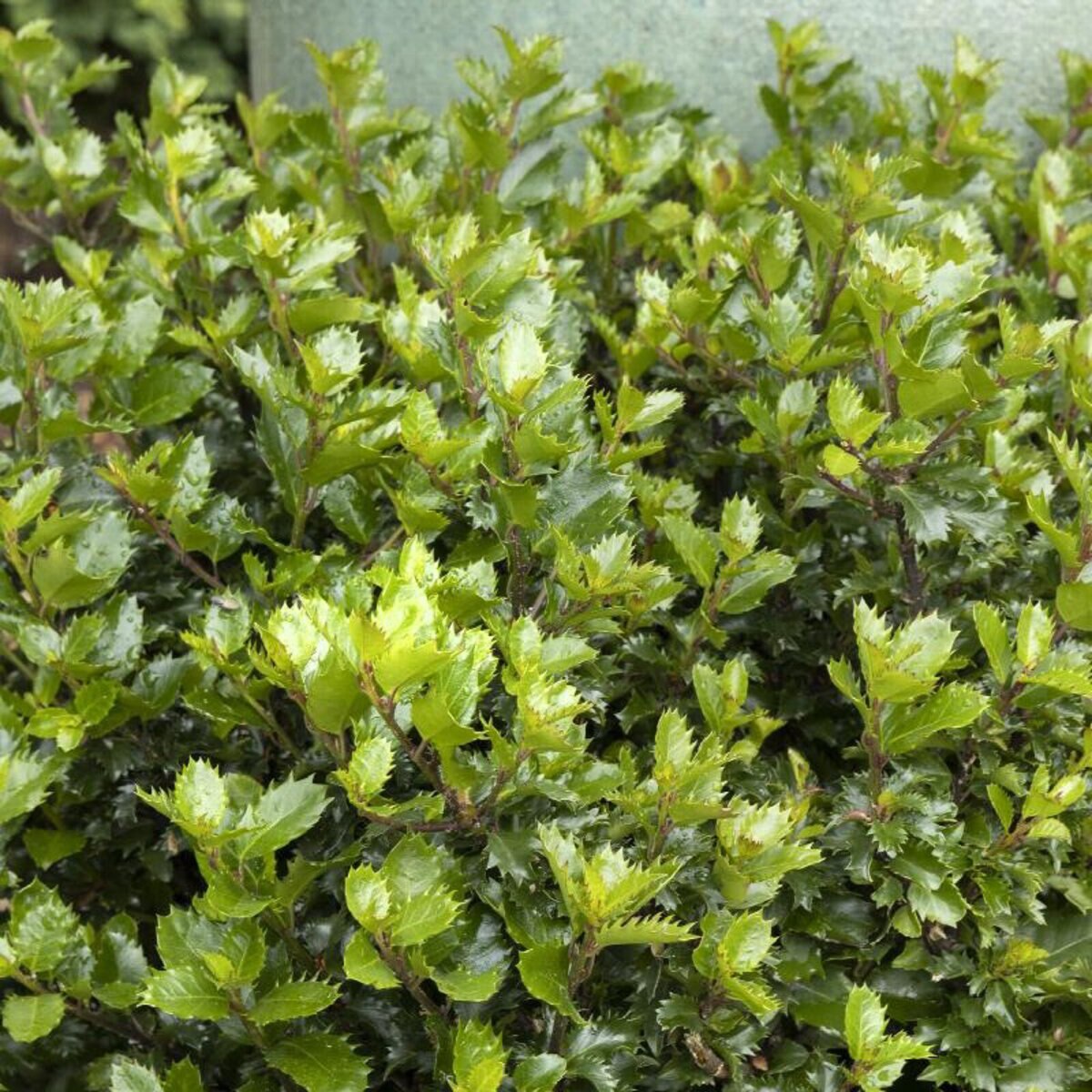Ilex X WillEmer Emerald Magic Meserve Holly | SiteOne US