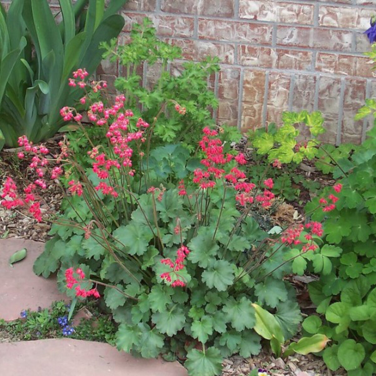 Heuchera X Hercules Coral Bells | SiteOne US
