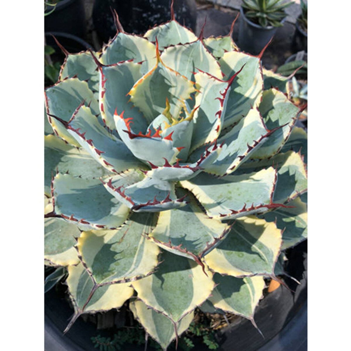 Agave Potatorum Kichiokan Marginata Dwarf Variegated Butterfly Agave ...