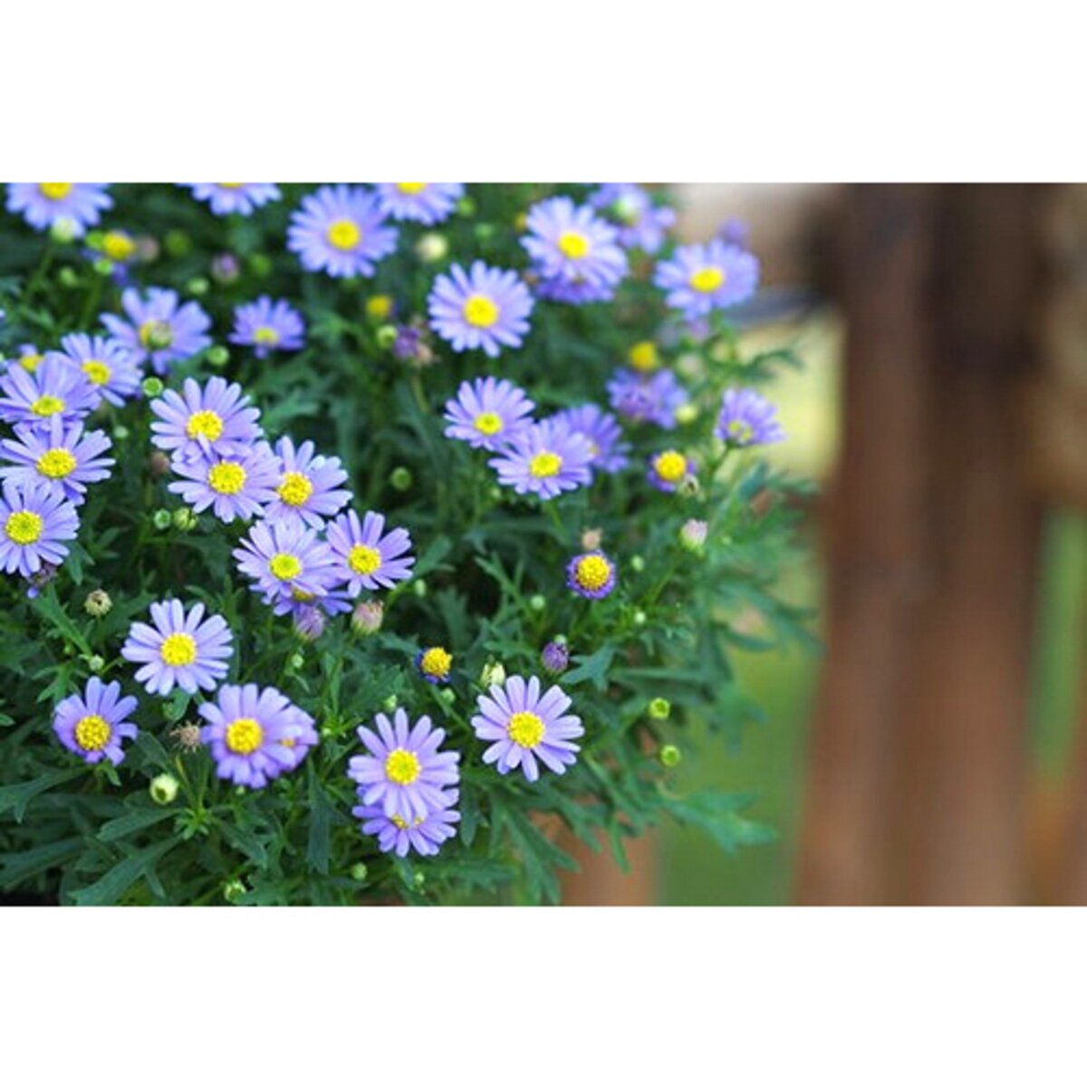 Aster Novi-Belgii Days Blue Aster | SiteOne US