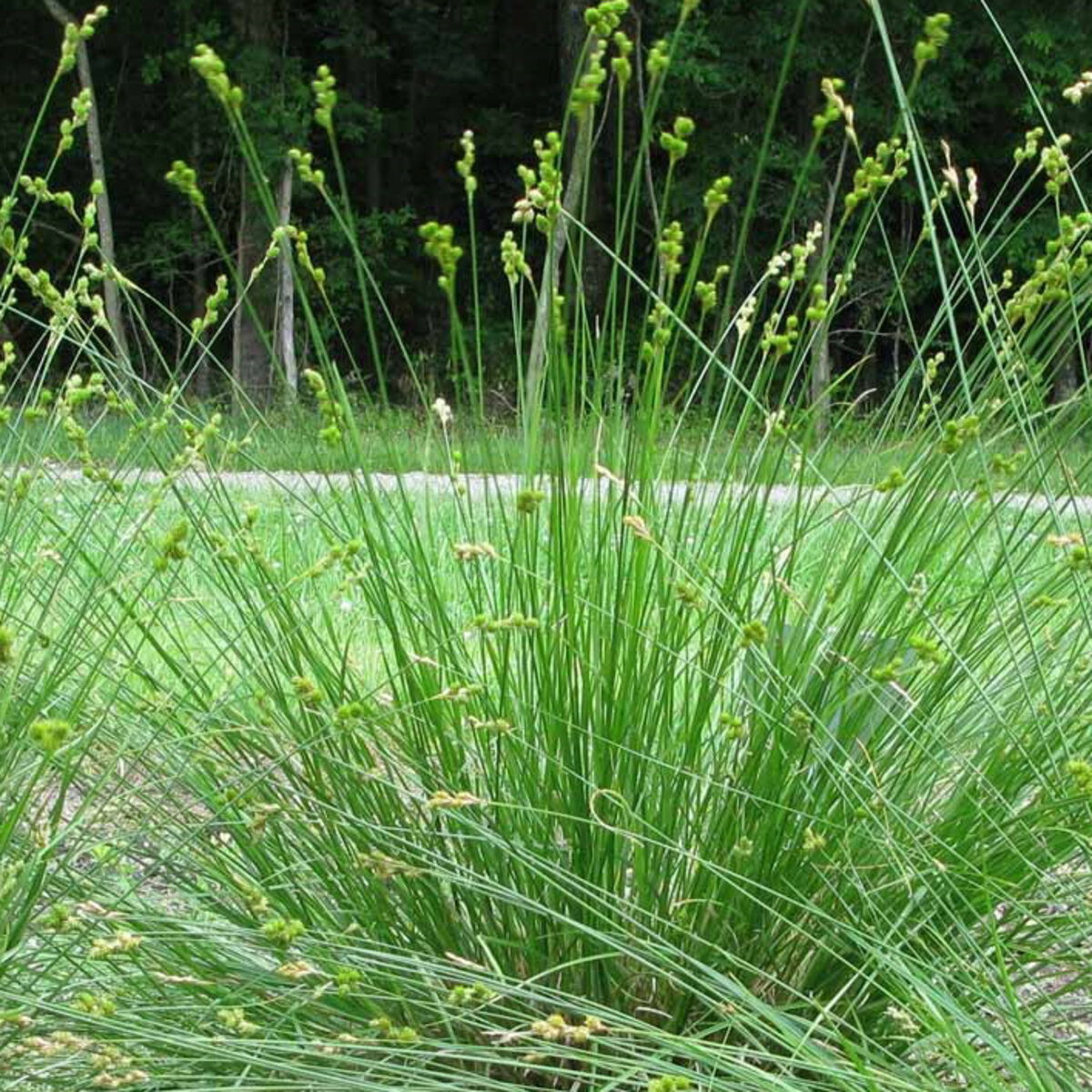Carex Bicknellii Prairie Sedge | SiteOne