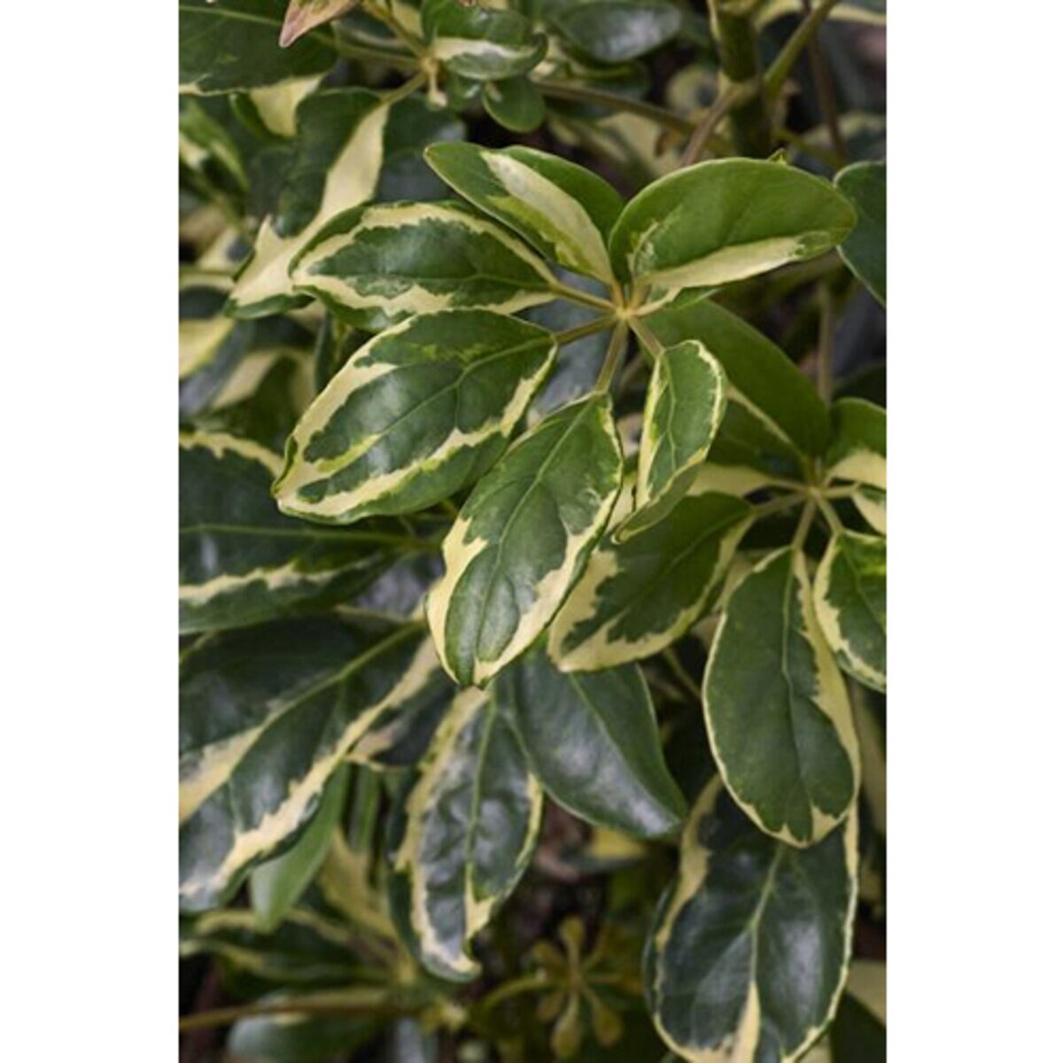 Schefflera Arboricola Variegata Umbrella Plant | SiteOne US