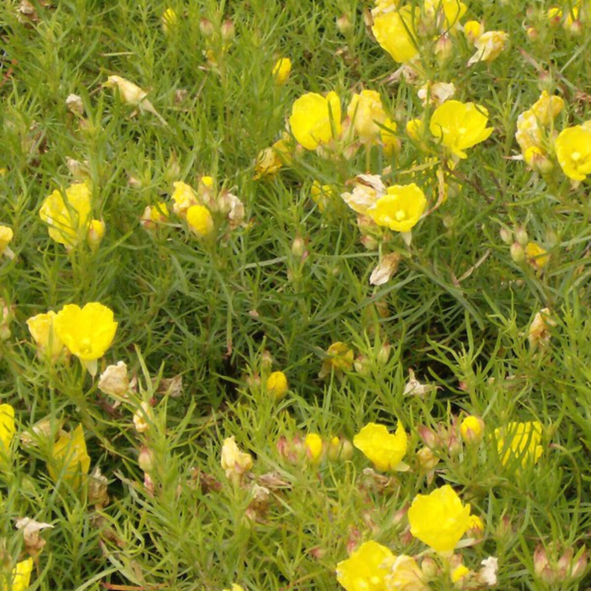 Calylophus Drummondii Sundrops | SiteOne US