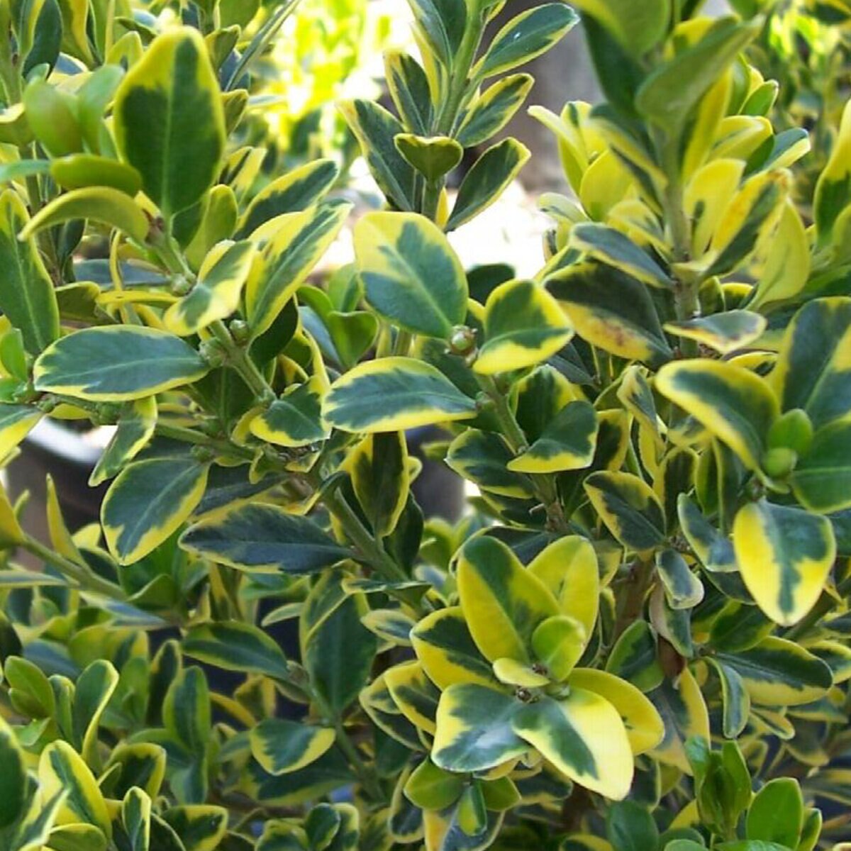 Buxus microphylla Golden Triumph Littleleaf Boxwood | SiteOne US