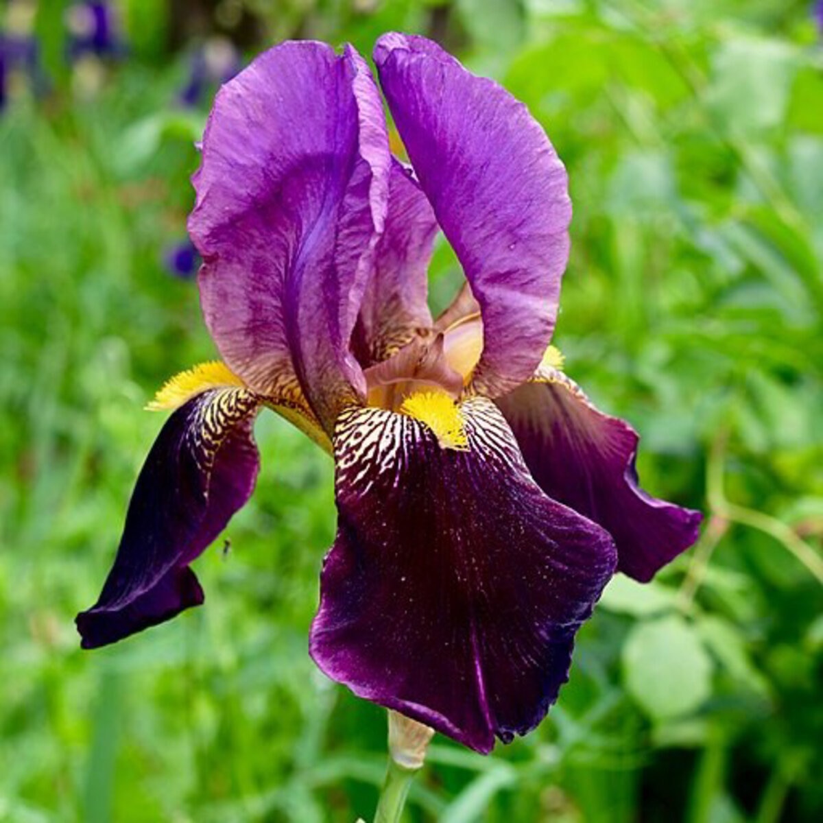 Iris x Starwoman Bearded Iris | SiteOne