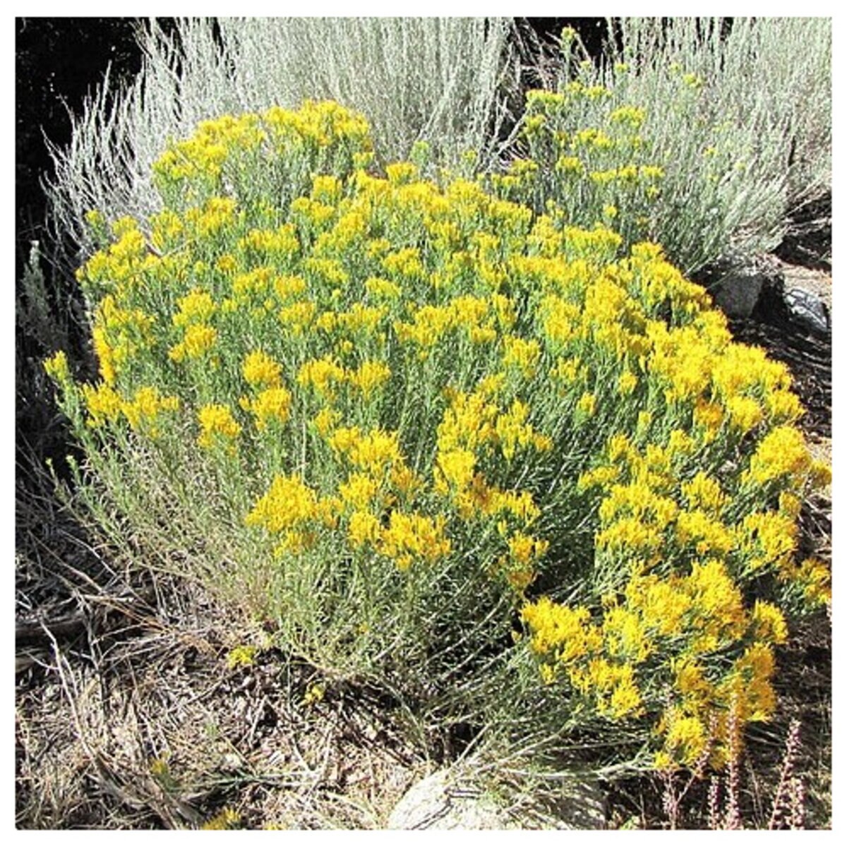 Ericameria (Chrysothamnus) Nauseosus var. Nana Baby Blue Rabbitbrush ...
