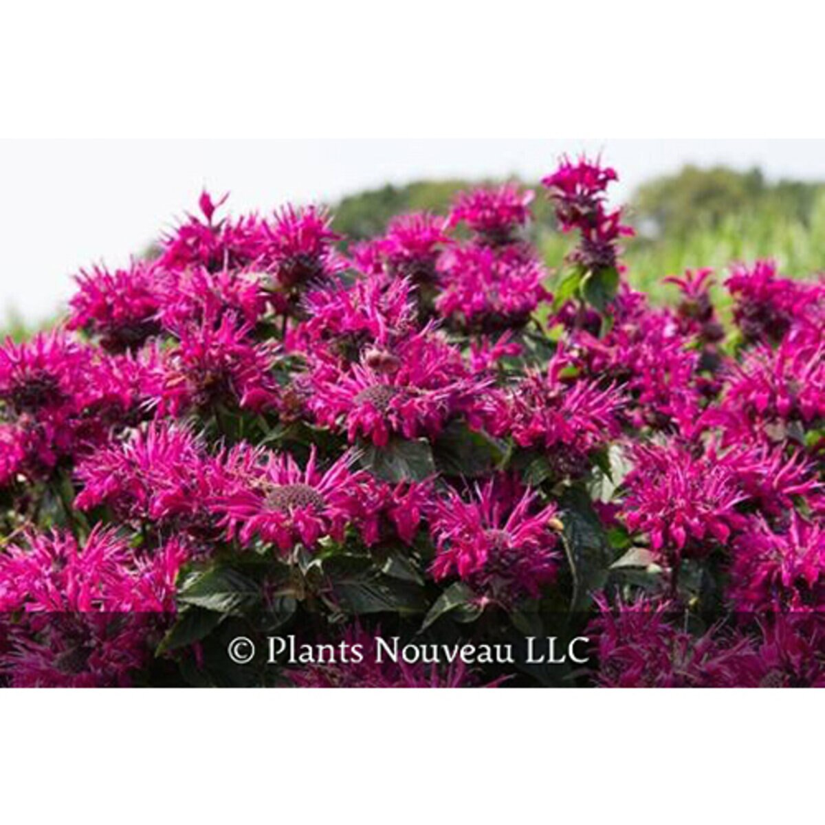 Monarda X Bee-You Bee-True Bee Balm | SiteOne US