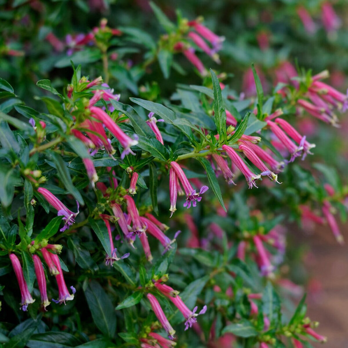 Cuphea X Hybrida Starfire Pink Cigar Plant | SiteOne US