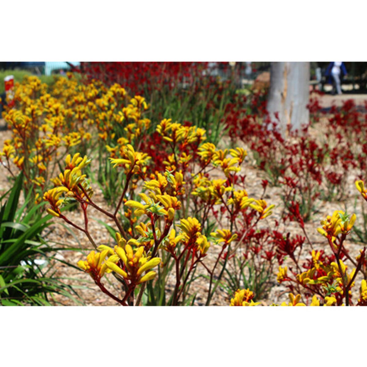 Anigozanthos X Yellow Kangaroo Paws | SiteOne
