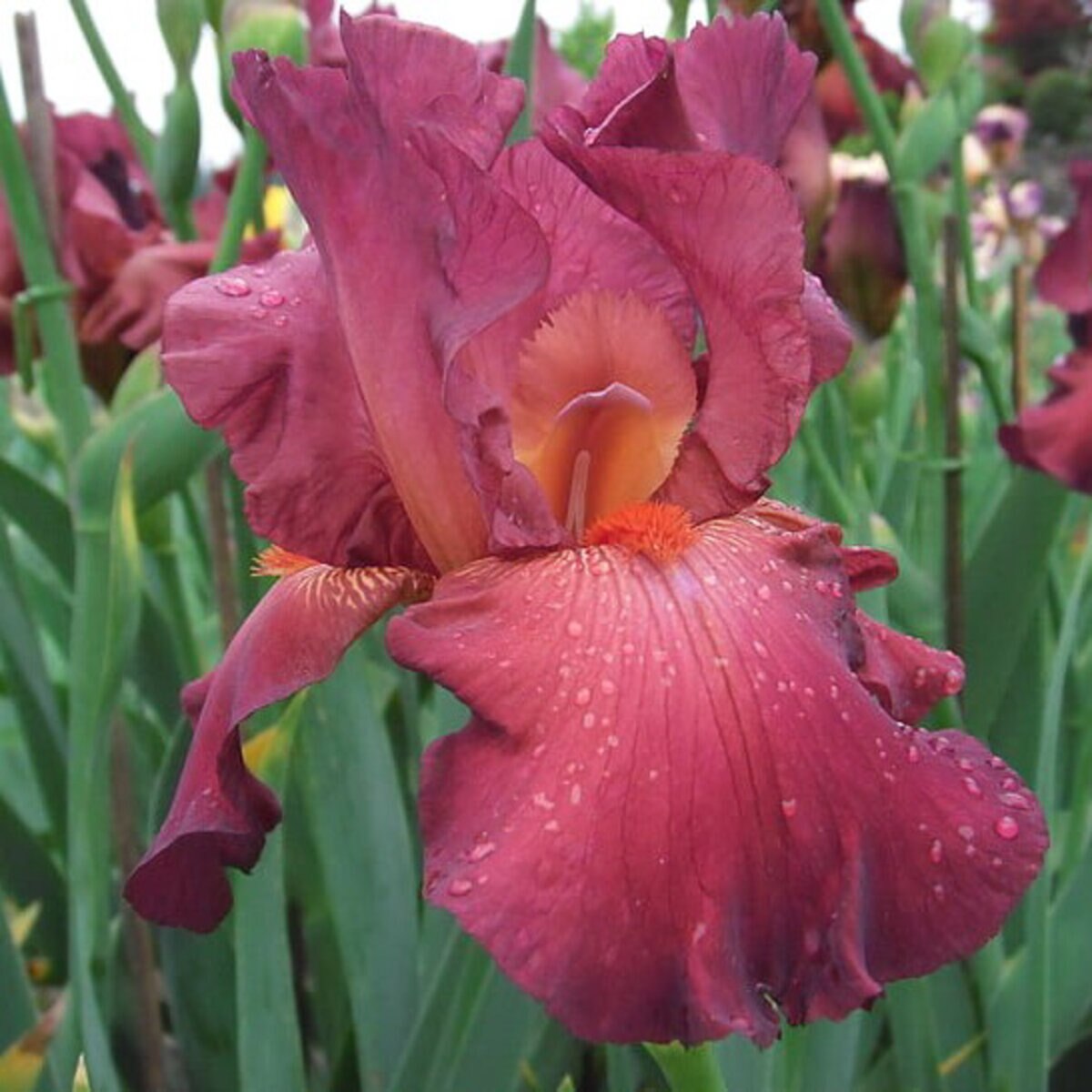 Iris Germanica Lady Friend Tall Bearded Iris | SiteOne US