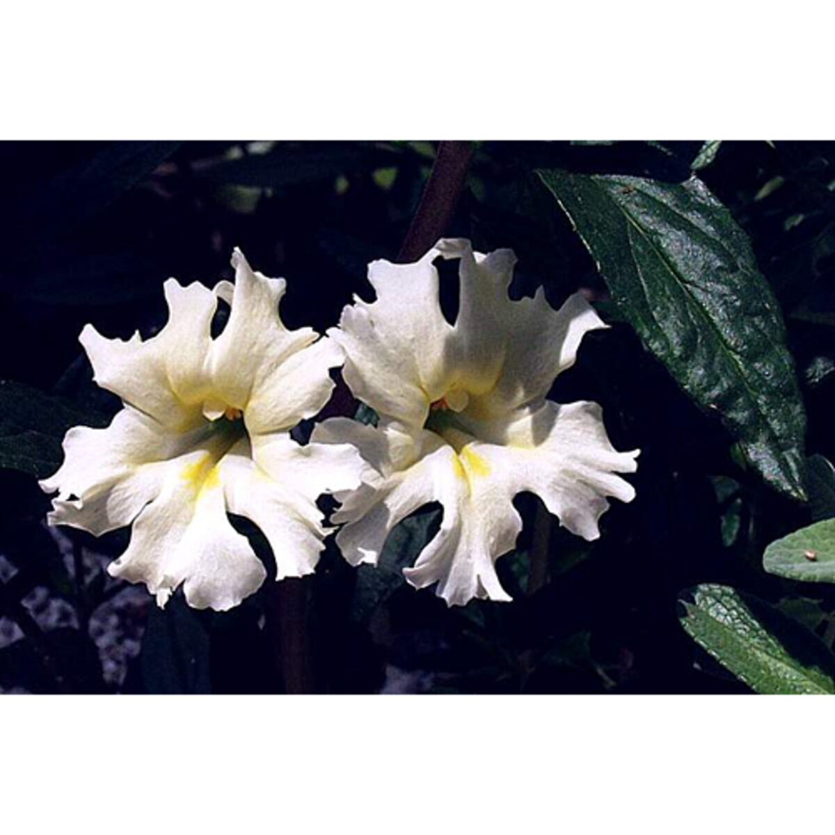 Mimulus X Jelly Bean White Monkey Flower | SiteOne US
