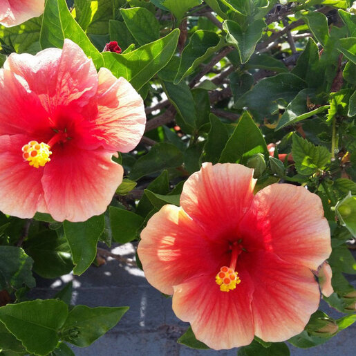 Hibiscus Rosa-Sinensis Santana Tropical Hibiscus | SiteOne US