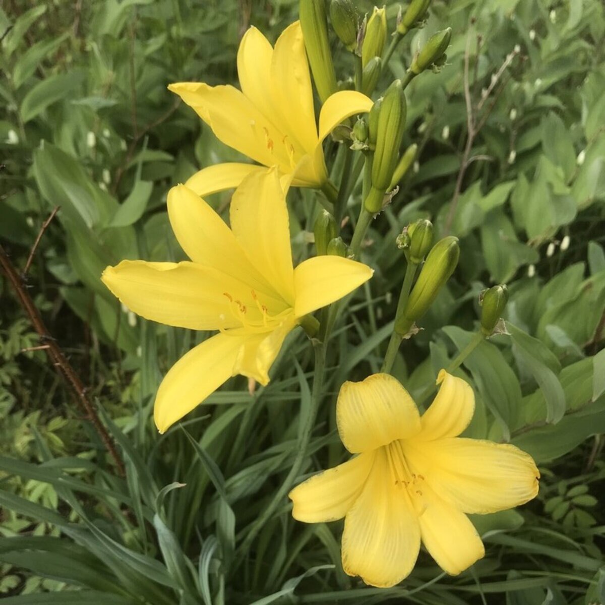 Hemerocallis X Dwarf Yellow Daylily | SiteOne