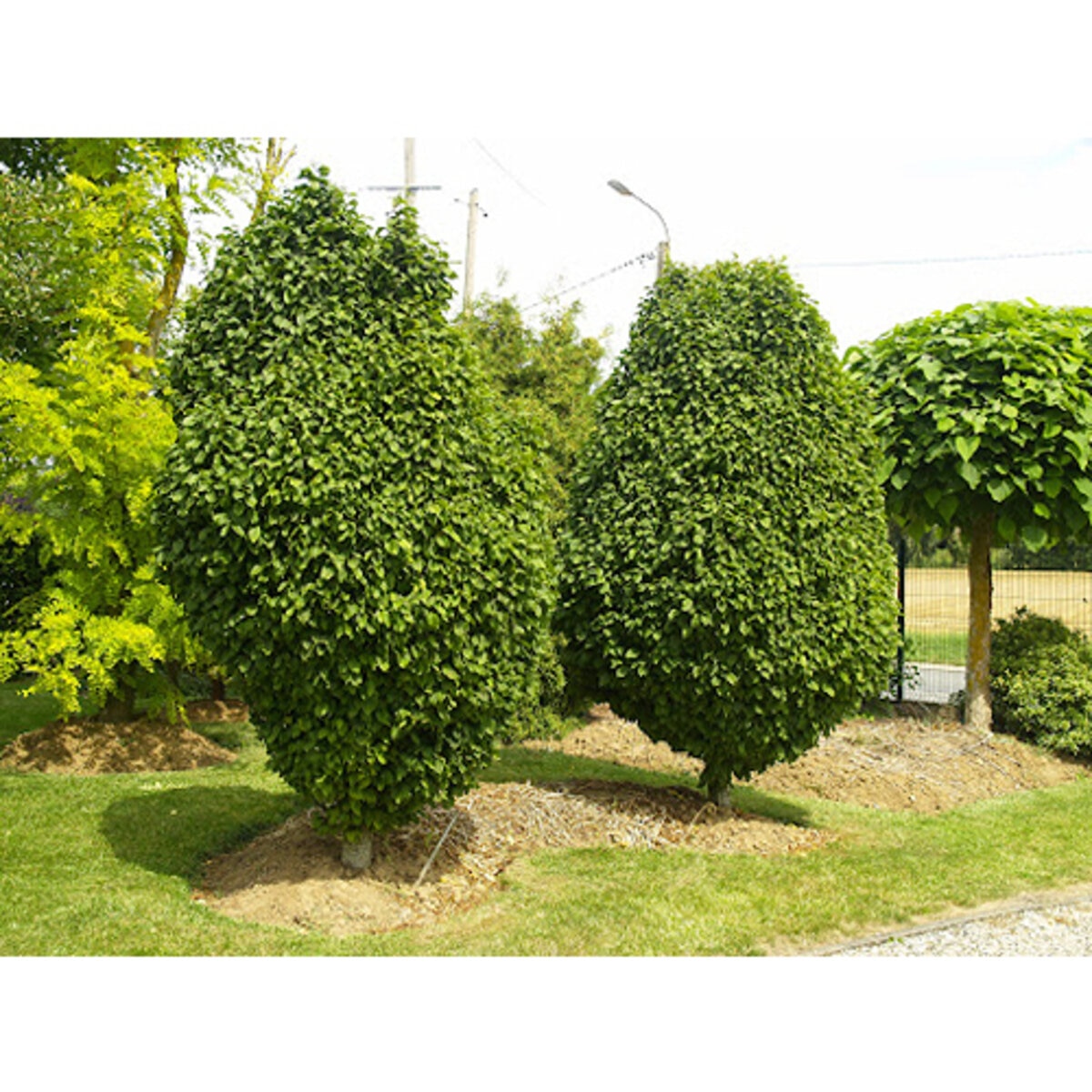 Carpinus Betulus Columnaris Nana Dwarf Columnar European Hornbeam | SiteOne