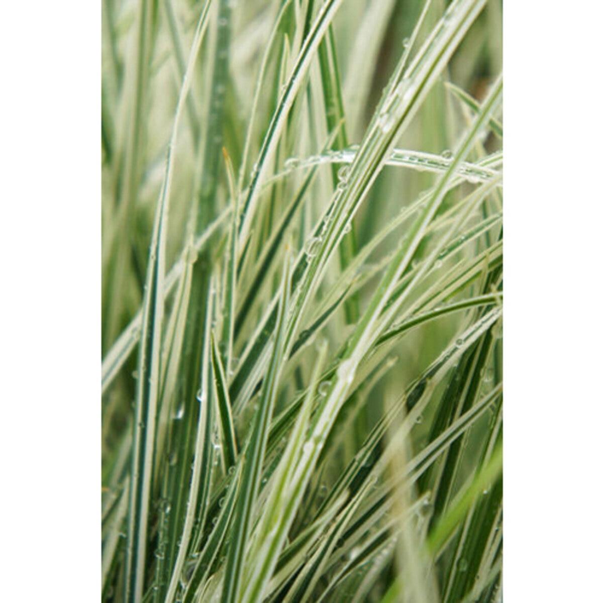 Calamagrostis X Acutiflora Lightning Strike Feather Reed Grass | SiteOne US