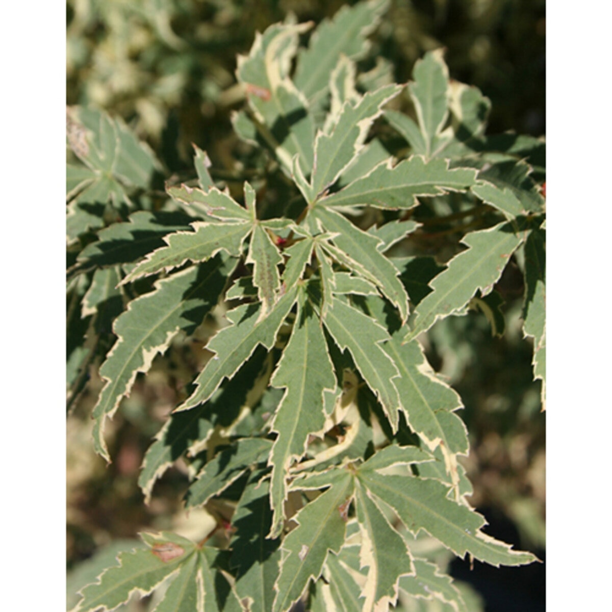 Acer Palmatum Roseo Marginatum Japanese Maple | SiteOne US