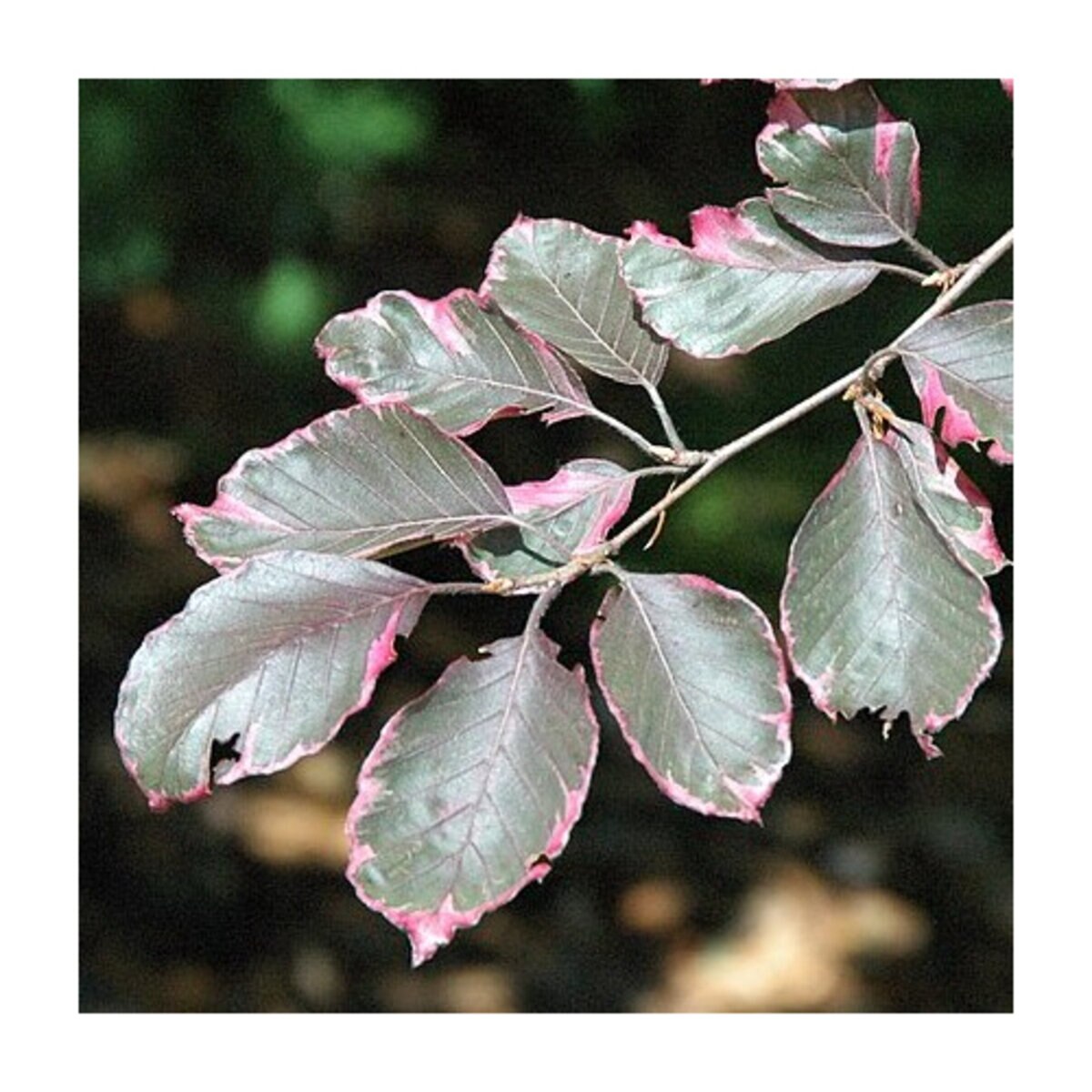 Fagus Sylvactica Roseomarginata TriColor European Beech | SiteOne US