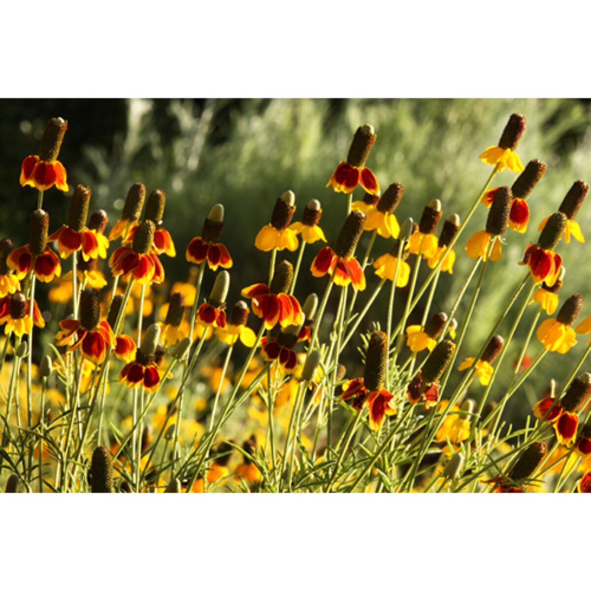 Ratibida Columnifera Yellow Mexican Hat | SiteOne US