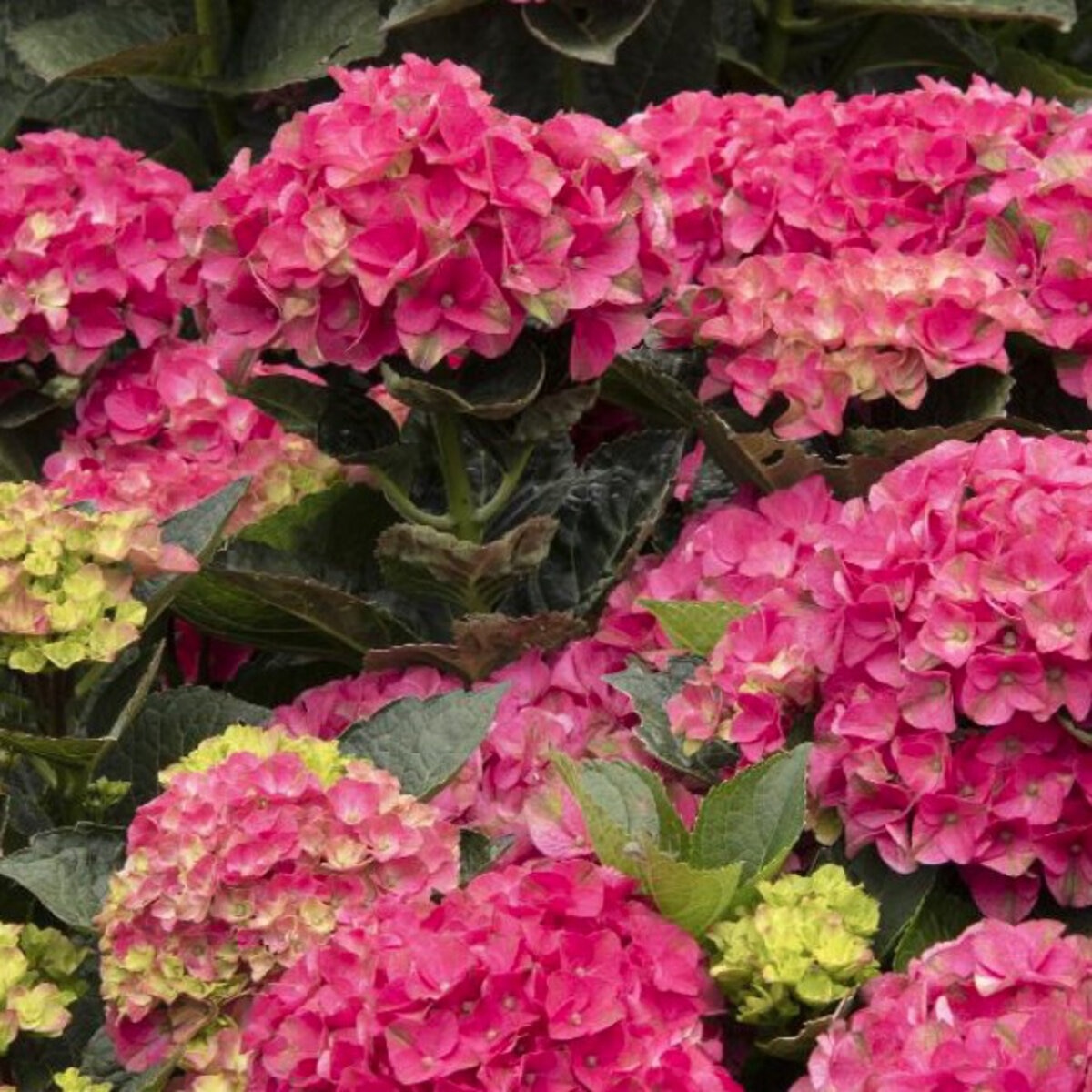 Hydrangea Macrophylla Seaside Serenade Hortmavi Marthas Vineyard Big Leaf Hydrangea | SiteOne US