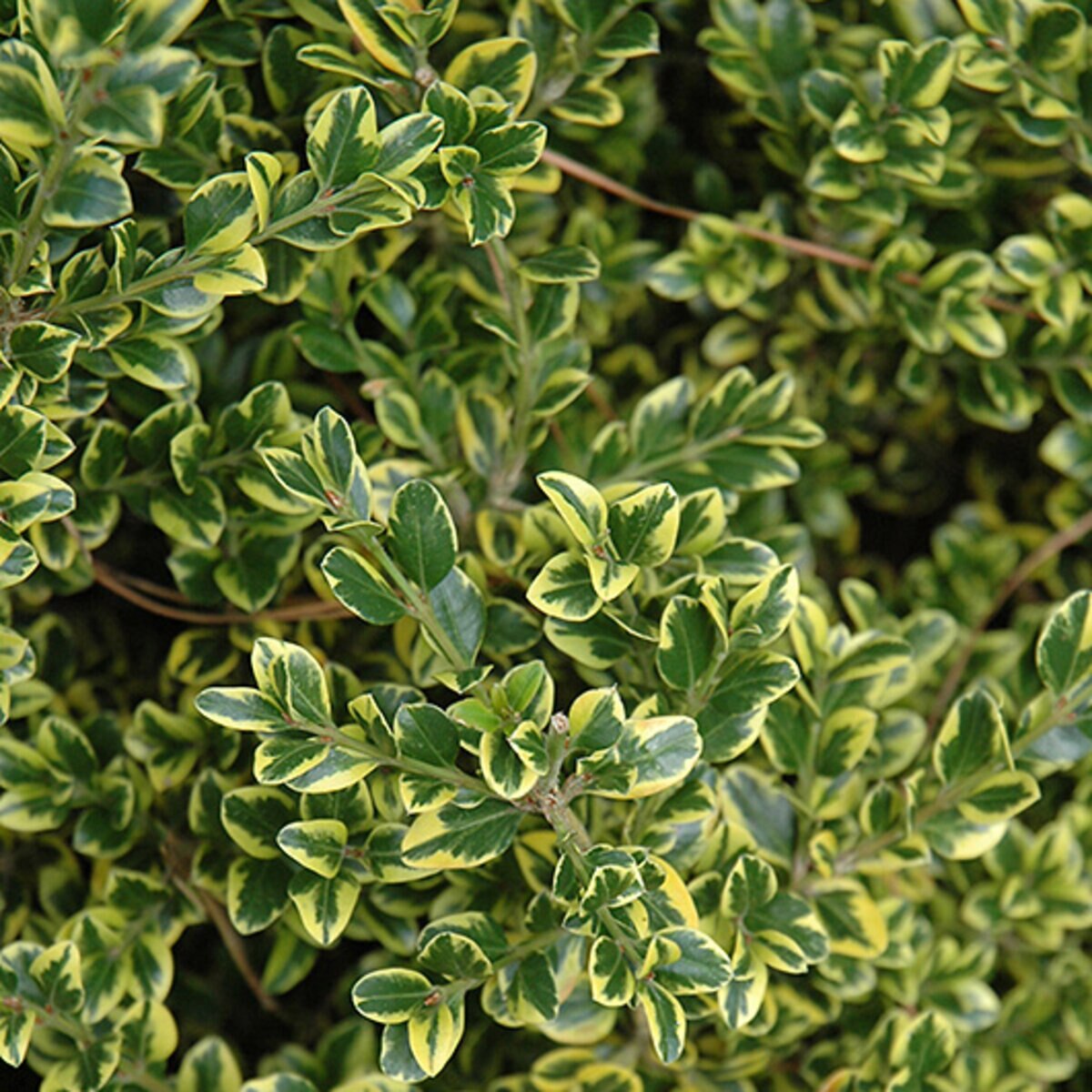 Buxus Sinica var. Insularis Sunburst Variegated Korean Boxwood | SiteOne