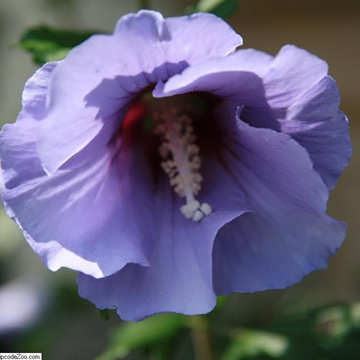 Hibiscus Syriacus Purple Satin Rose of Sharon | SiteOne US