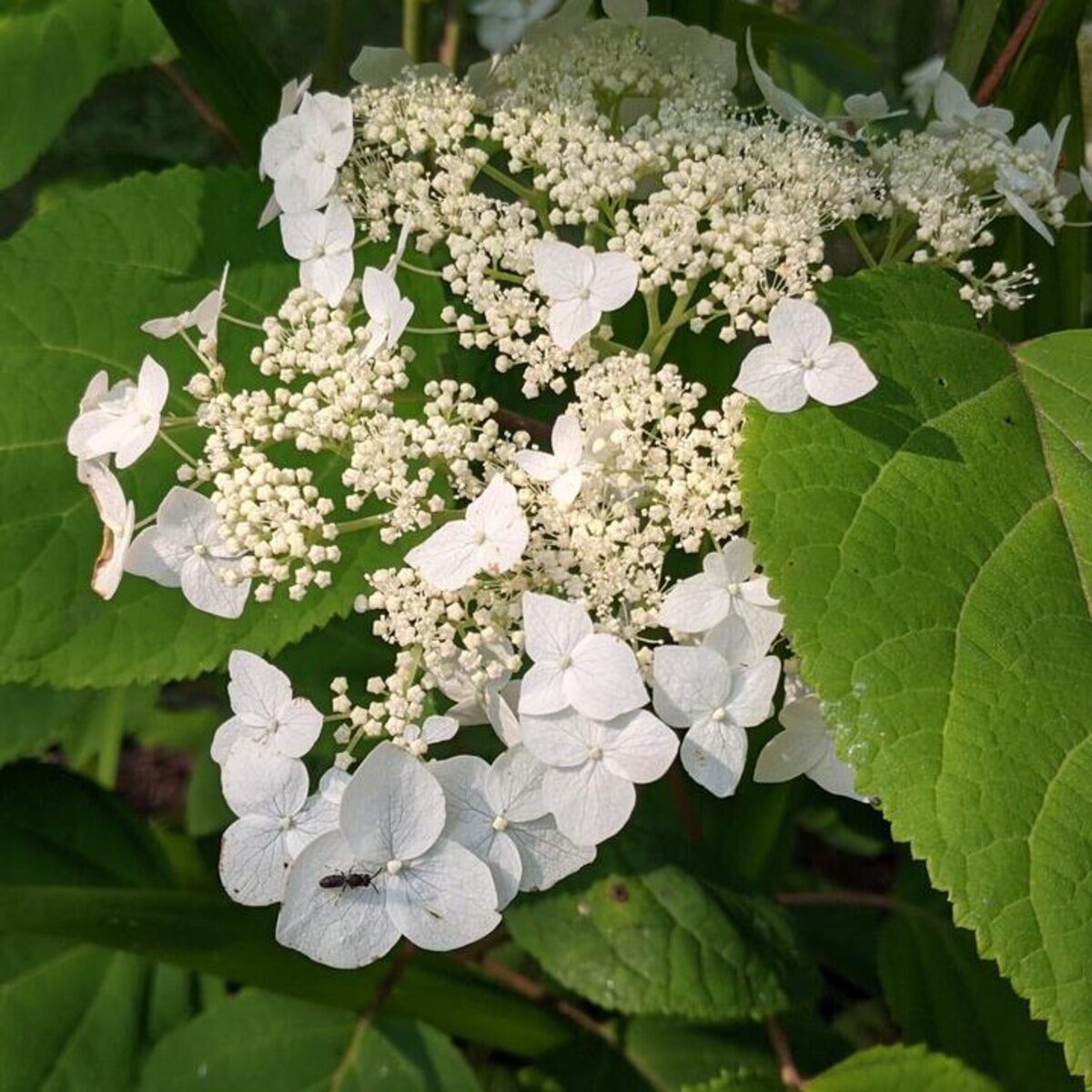 Hydrangea Arborescens Haas Halo Smooth Hydrangea | SiteOne US