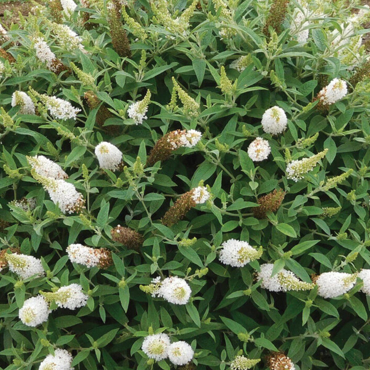 Buddleia Davidii Dapper White Butterfly Bush | SiteOne
