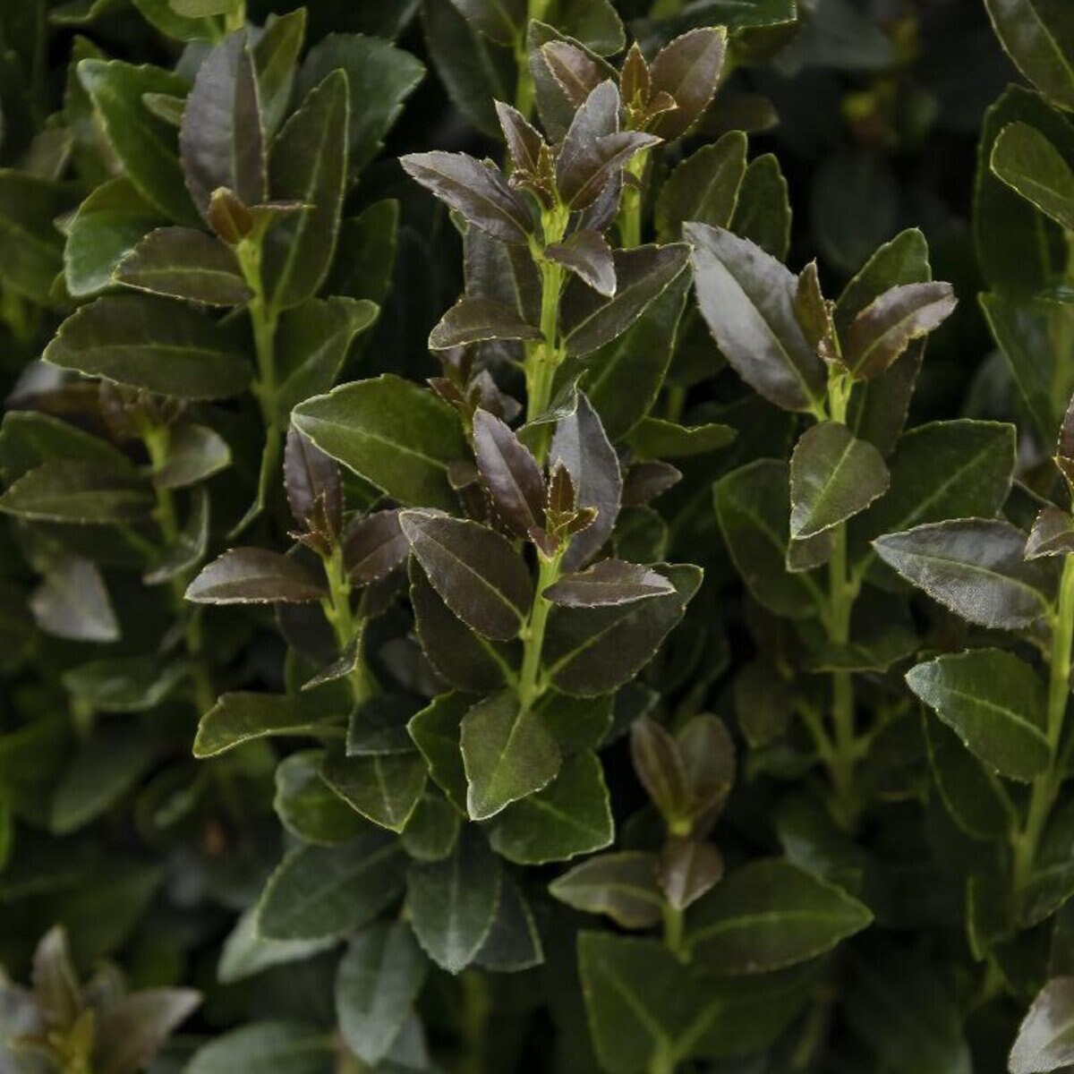 Ilex X Crenata Ruby Colonnade Holly | SiteOne US