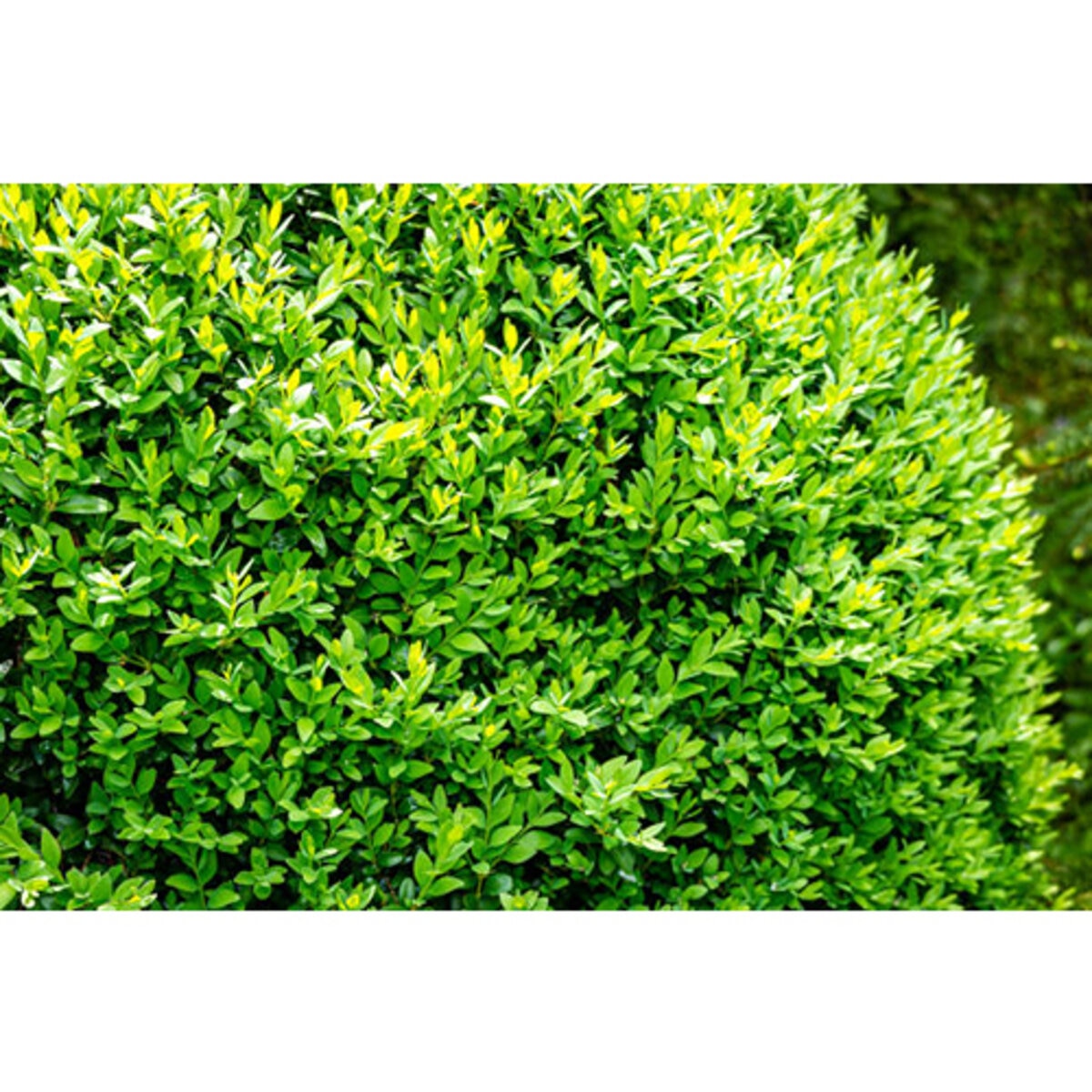 Buxus Sempervirens Calgary Boxwood | SiteOne US