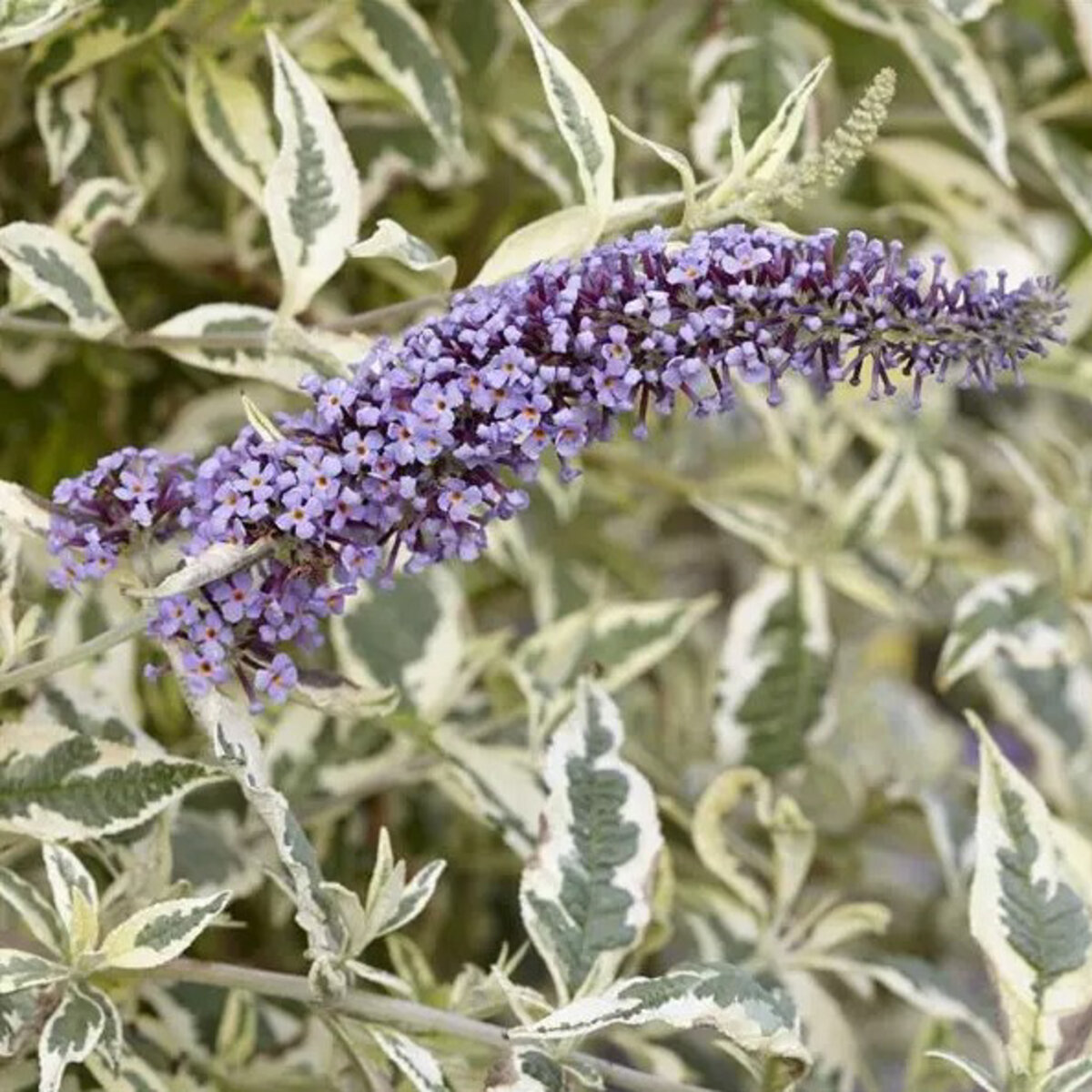 Buddleia Davidii Butterfly Gold Variegated Butterfly Bush | SiteOne