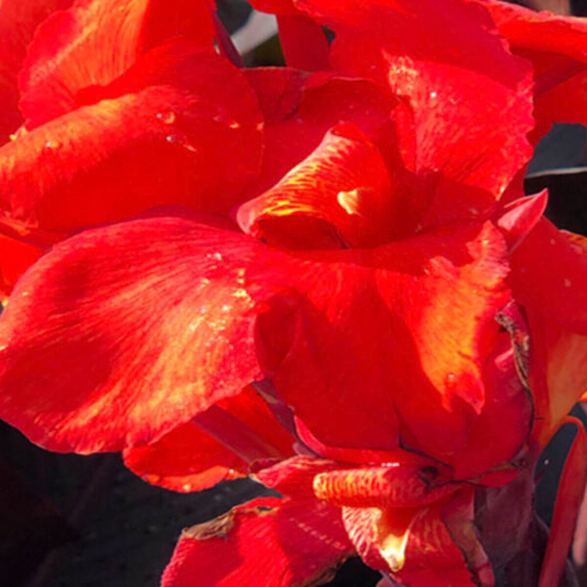 Canna X Generalis Red Velvet Canna Lily | SiteOne US