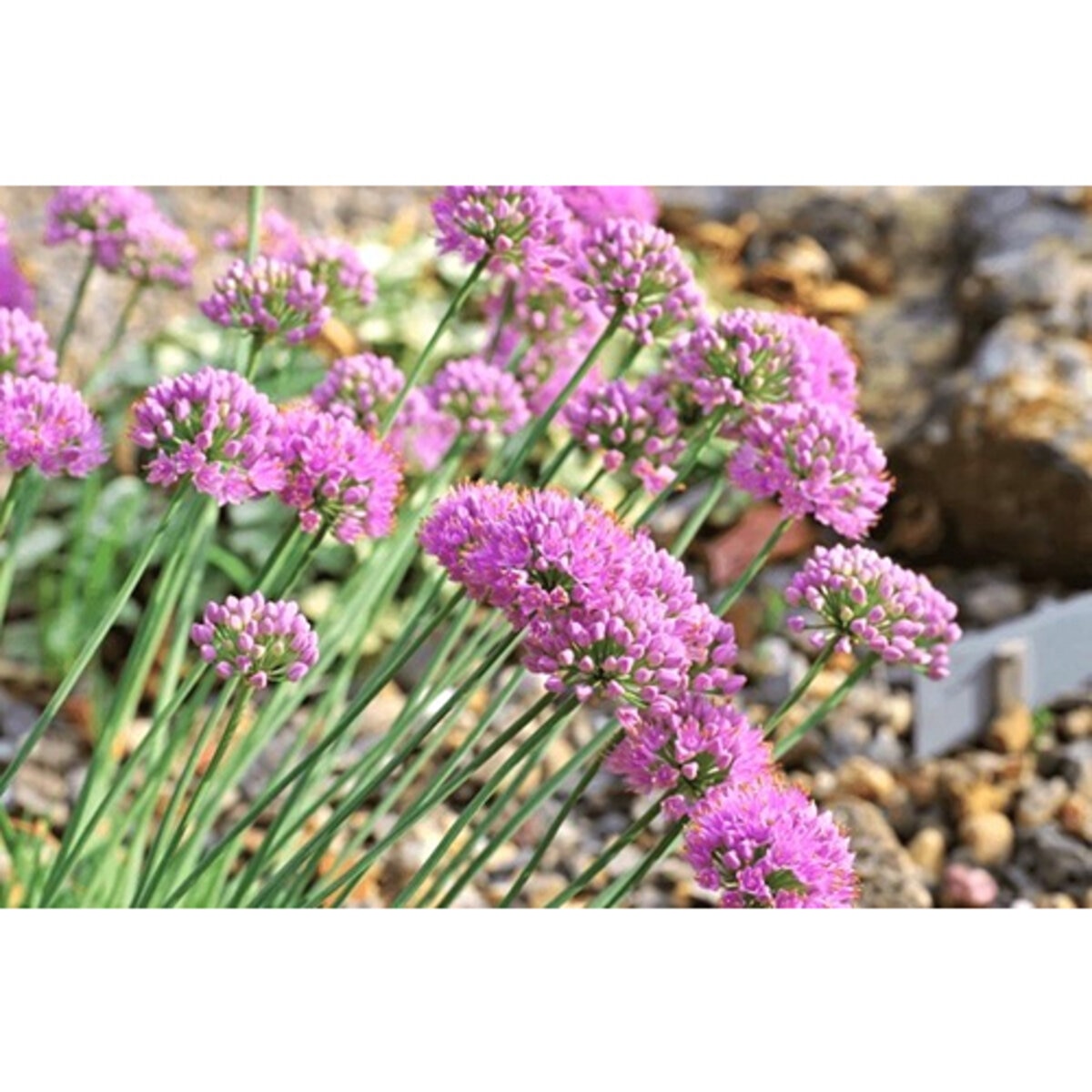 Allium Senescens Pink Planet Ornamental Onion | SiteOne US