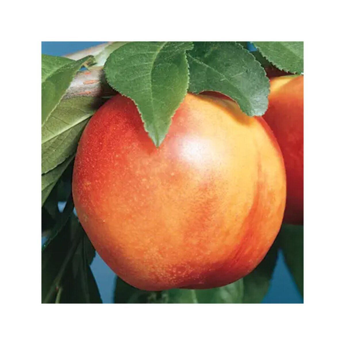 Prunus Persica var. Nucipersica Mericrest Nectarine | SiteOne US