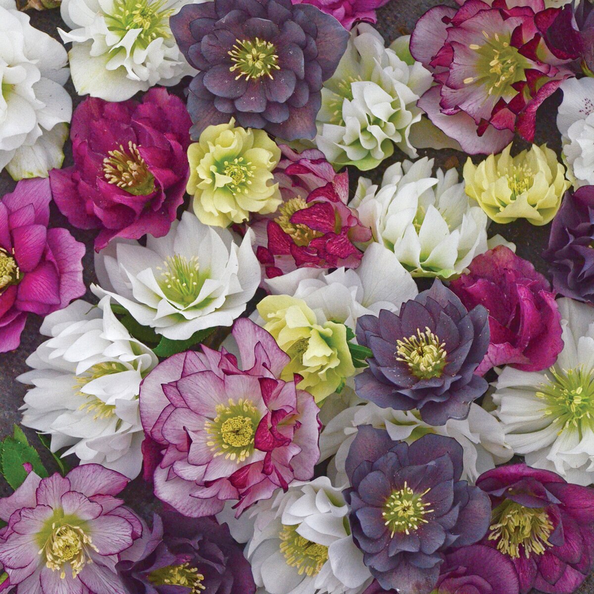 Helleborus X Wedding Party Mixture Lenten Rose | SiteOne