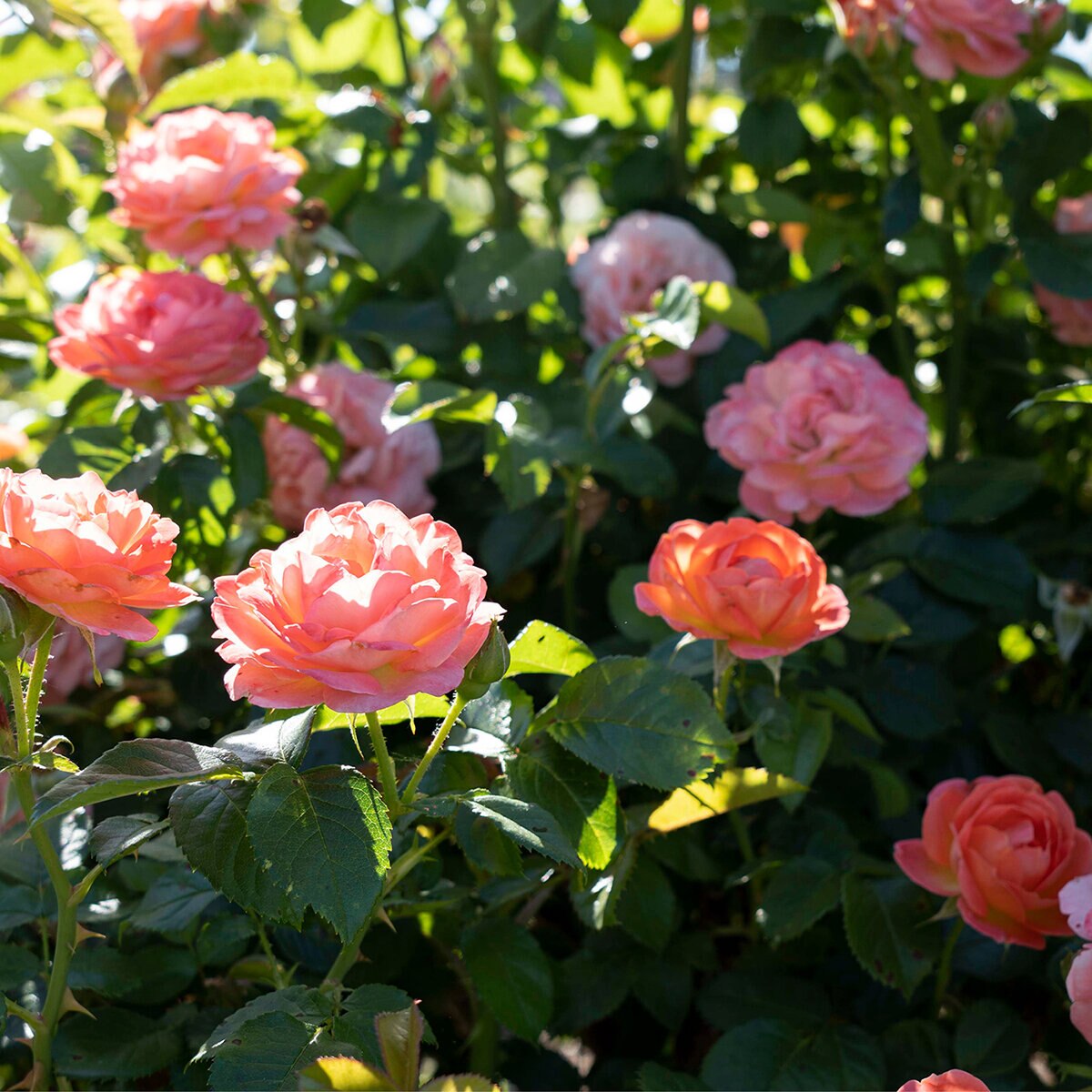 Rosa X Orange Glow Knock Out Shrub Rose | SiteOne US