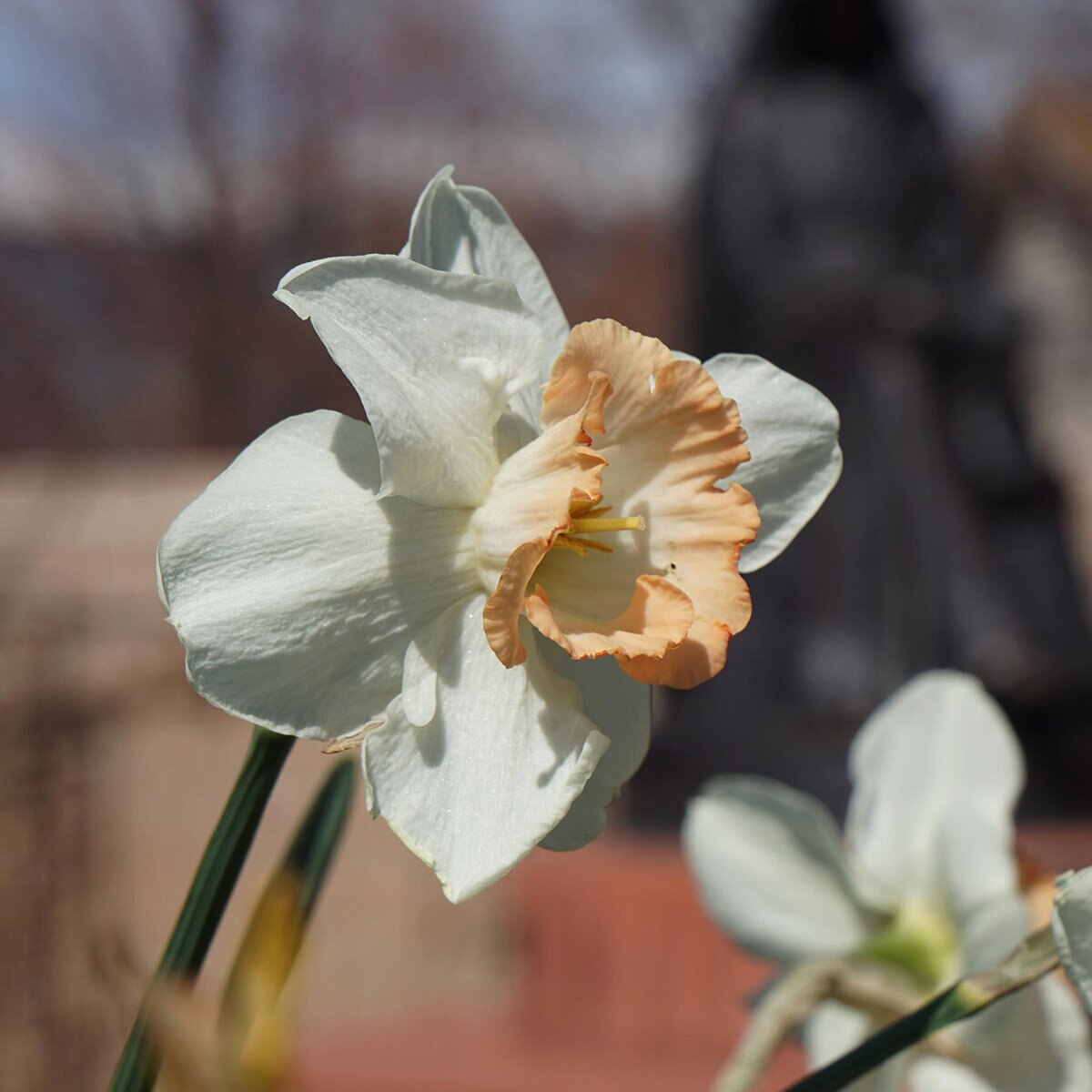Narcissus Bulb Trumpet British Gamble Daffodil | SiteOne US