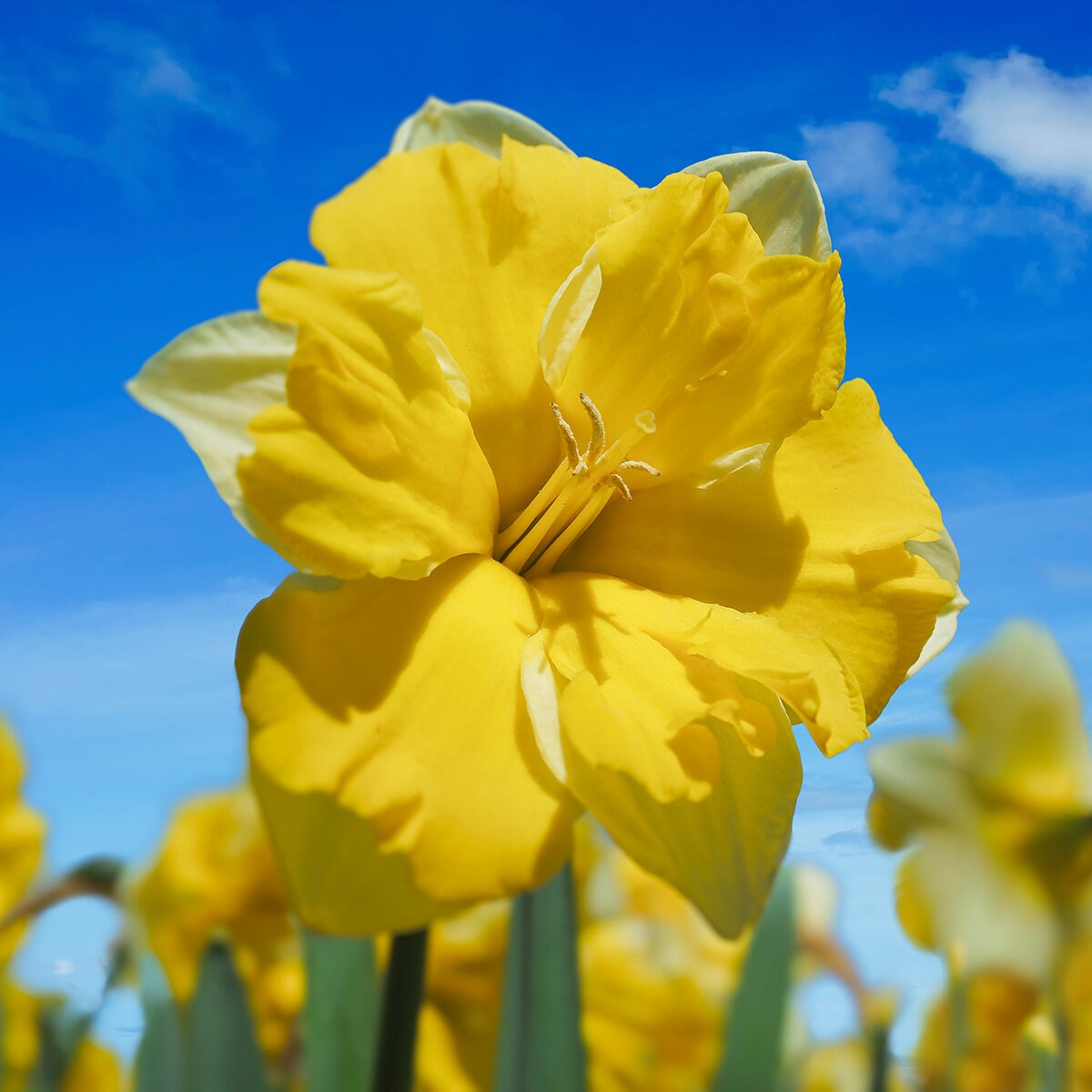 Narcissus Bulb Split Corona Cassata Daffodil | SiteOne US