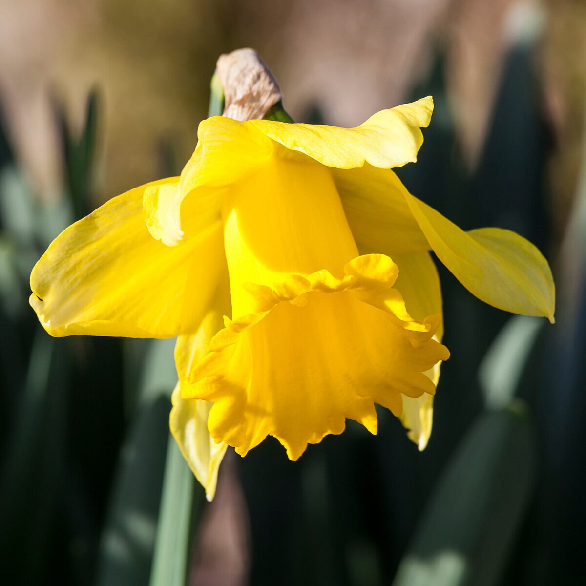 Narcissus Bulb Trumpet Rijnvelds Early Sensation Daffodil | SiteOne