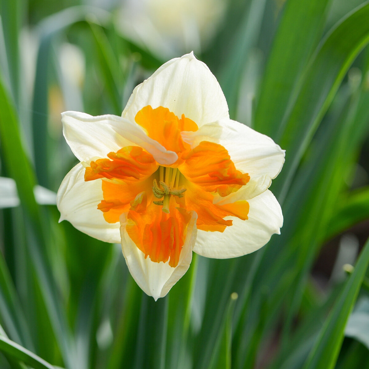 Narcissus Bulb Split Corona Orangery Daffodil | SiteOne US