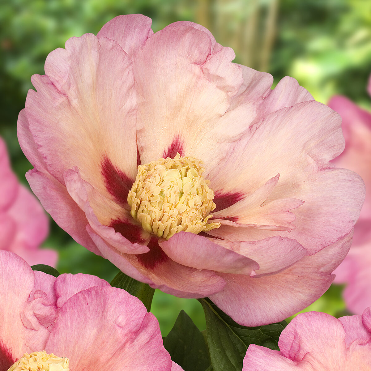 Paeonia Bulb Pastel Splendor Itoh Peony | SiteOne US