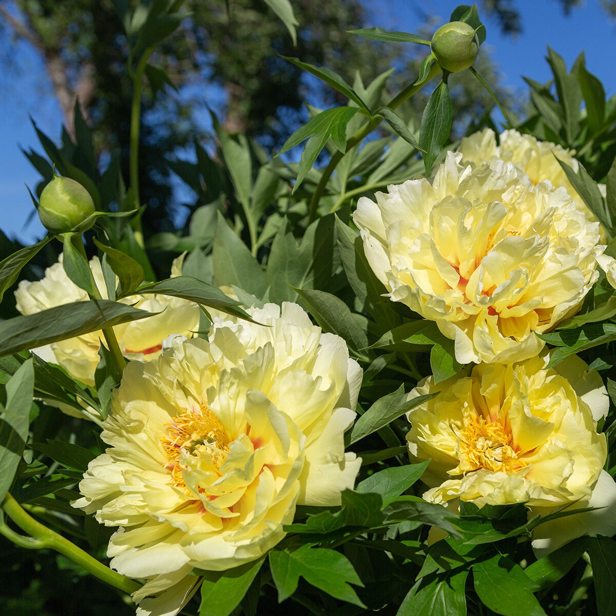 Paeonia Bulb Bartzella Itoh Peony | SiteOne