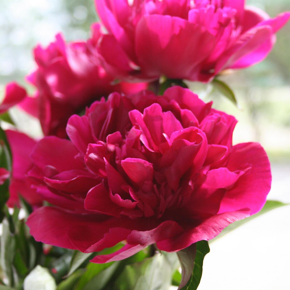 Paeonia Bulb Lactiflora Big Ben Peony | SiteOne US