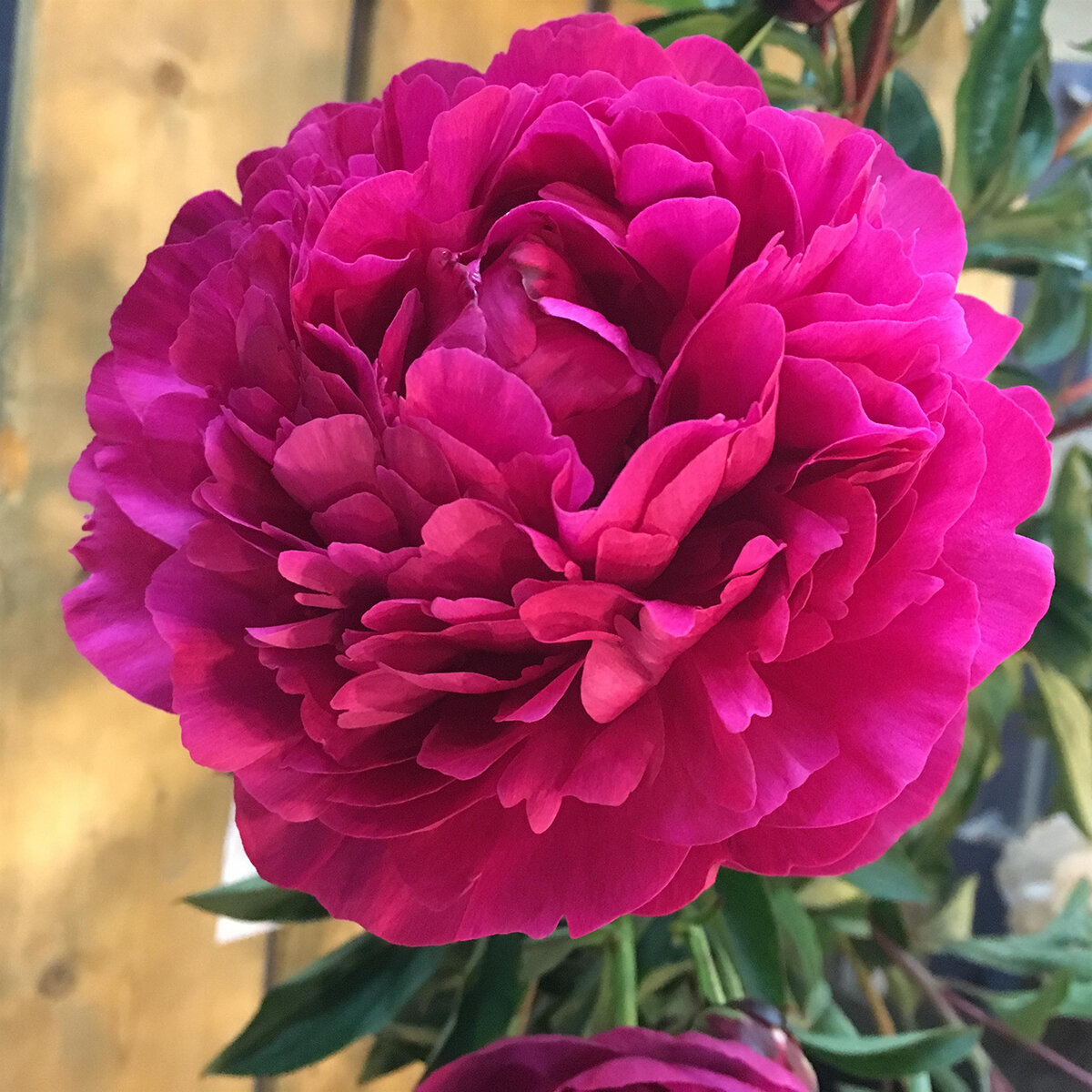 Paeonia Bulb Lactiflora Kansas Peony | SiteOne US