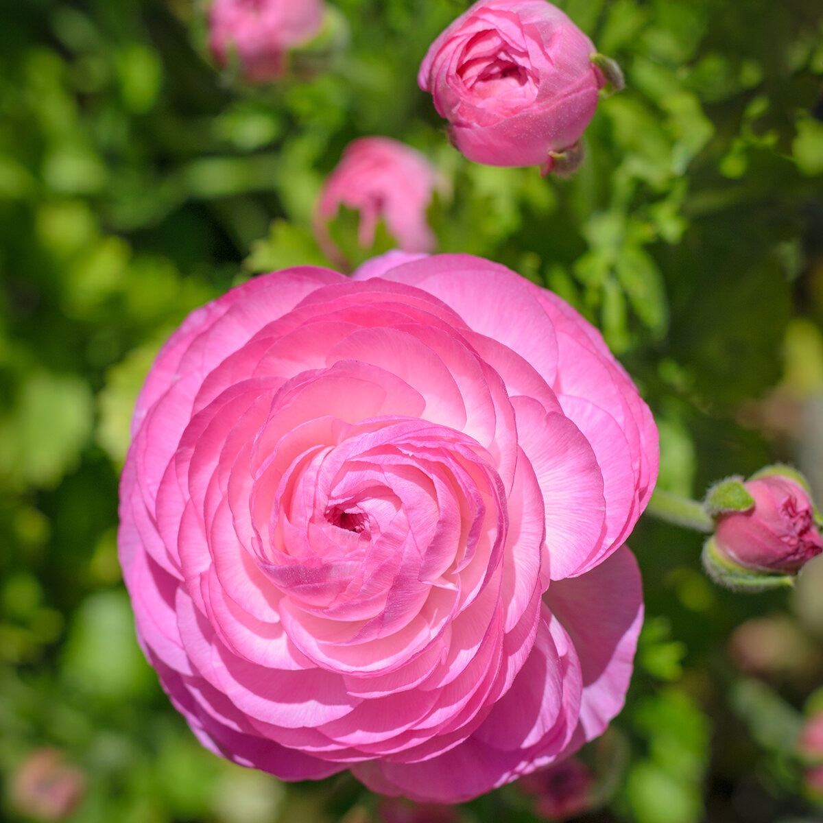 Ranunculus Bulb Tecolote Pink Persian Buttercup | SiteOne US
