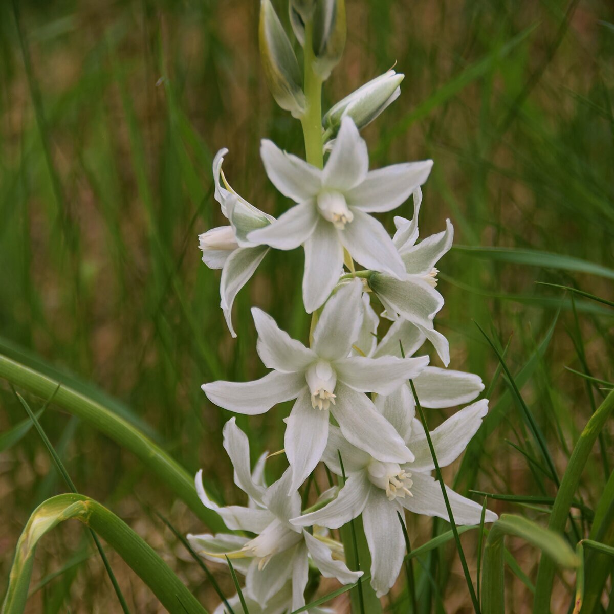Scilla Bulb Siberica Alba Siberian Squill | SiteOne US