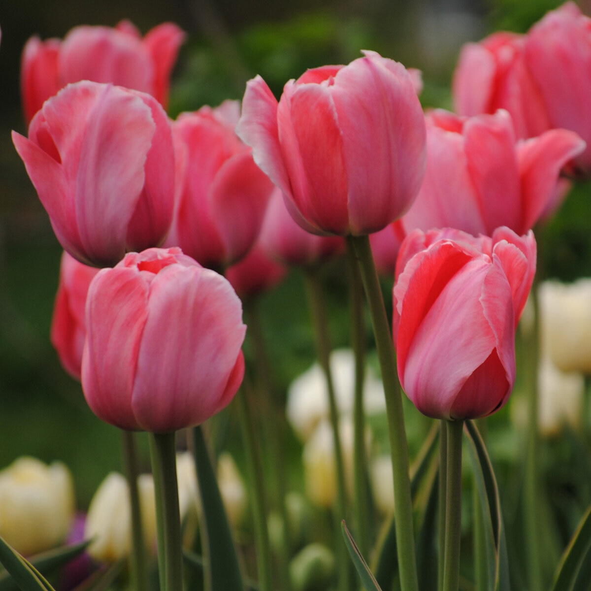 Tulipa Bulb Darwin Hybrid Design Impression Tulip | SiteOne US