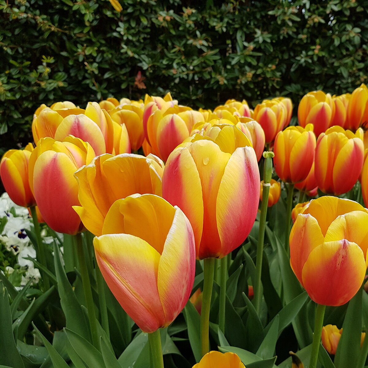 Tulipa Bulb Darwin Hybrid World Peace Tulip | SiteOne US